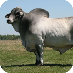 Cebú Enano - Animal Park