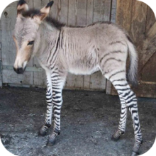 CEBRASNO - Animal Park