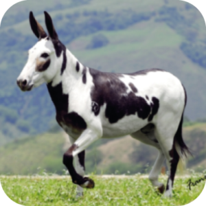 BURRO PINTO AMERICANO - Animal Park