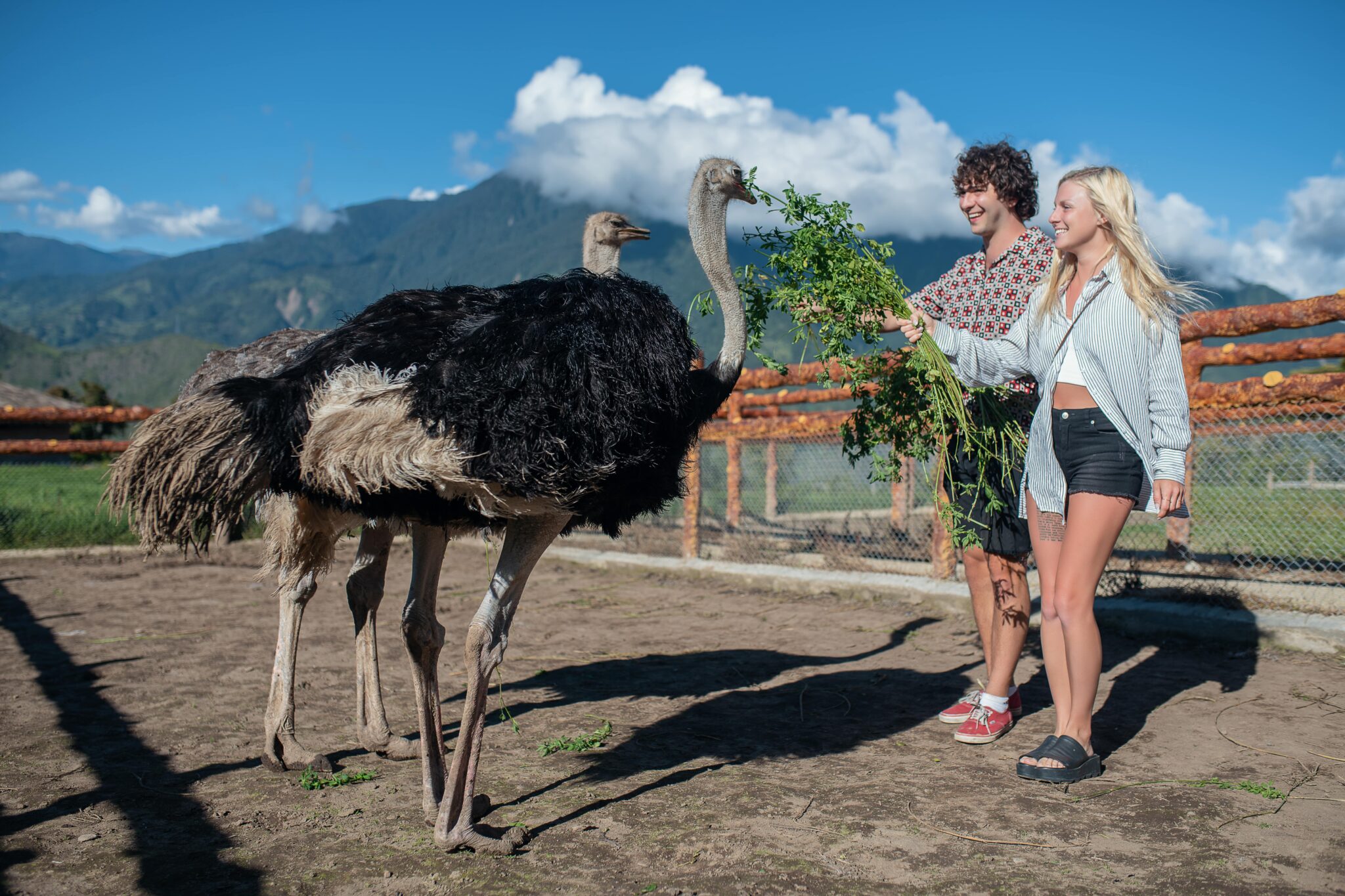 Que Hacer? - Animal Park