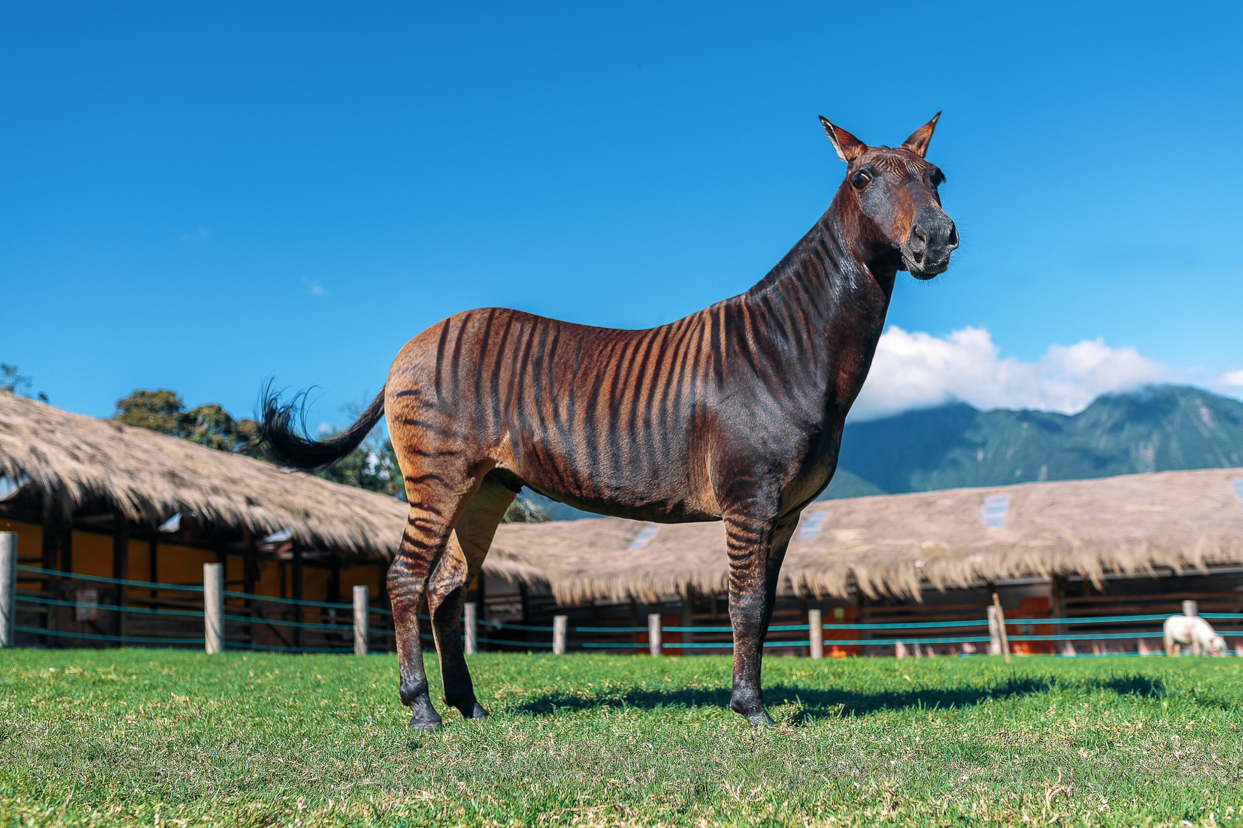 Cebrallos - Animal Park