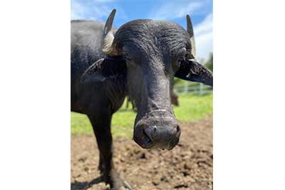 BURRO PINTO AMERICANO - Animal Park