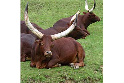 BURRO PINTO AMERICANO - Animal Park